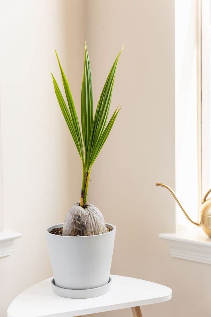 Mphmi Live Plant Nursery NCR Nariyal, Coconut Plant (Green, Grown ...