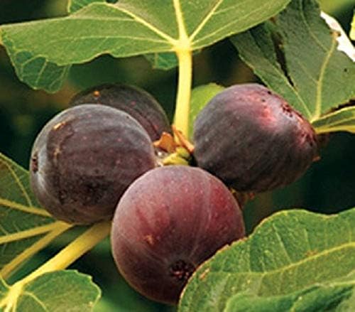 Amazon.com : Texas Everbearing Fig - Ficus Carica AKA Brown Turkey Fig ...