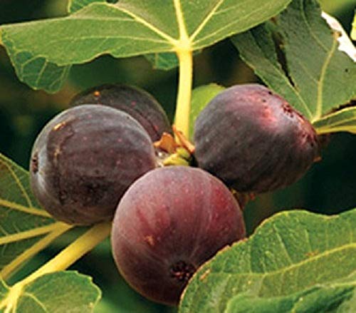 Amazon.com : Texas Everbearing Fig - Ficus Carica AKA Brown Turkey Fig ...