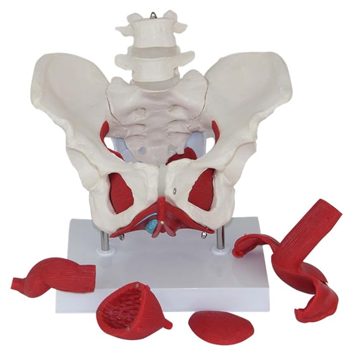 Buy Life Size Female Pelvis Model with Removable Organs, Anatomical ...