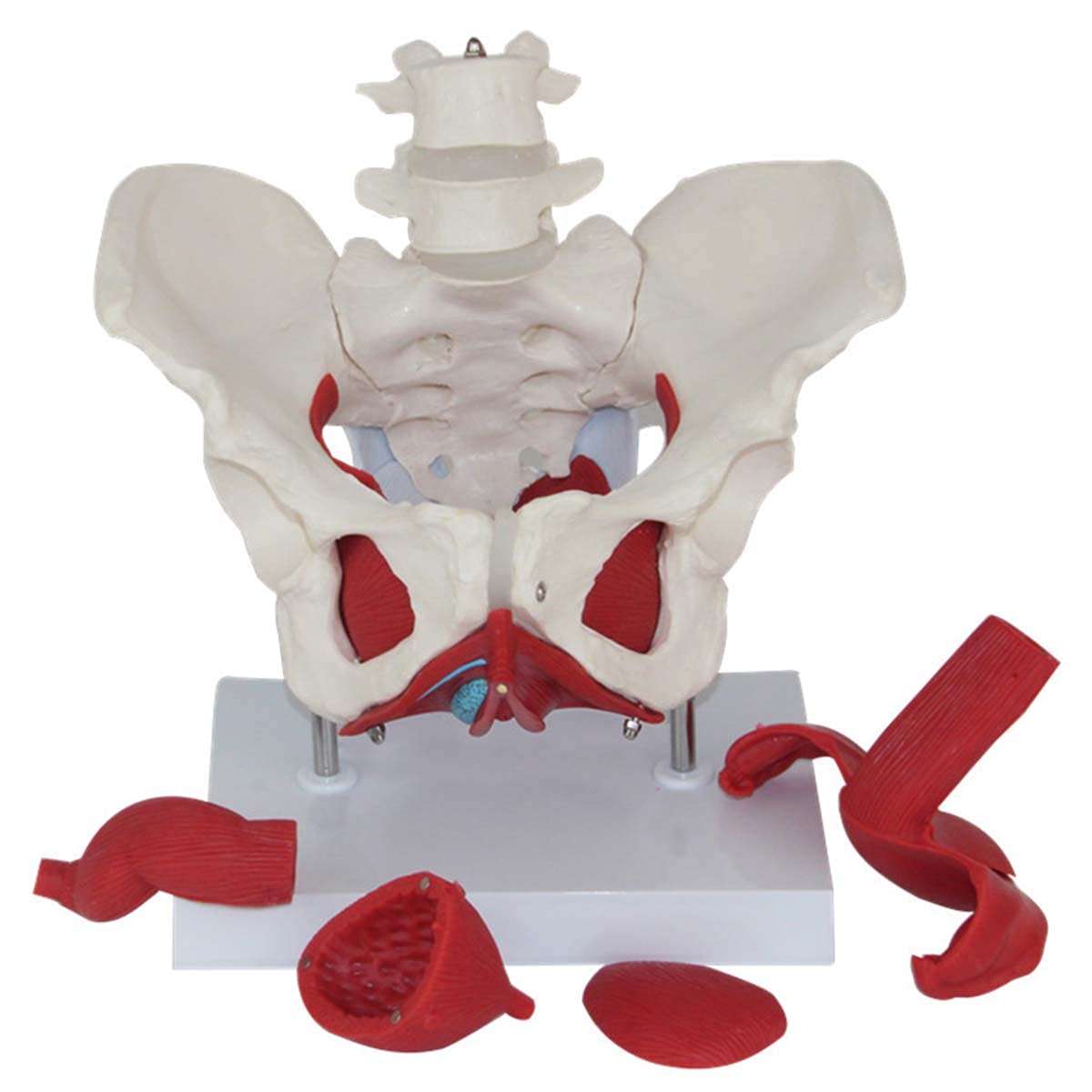 Life Size Female Pelvis Model With Removable Organs Anatomical Pelvic ...