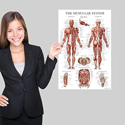 Laminated Muscular System Anatomical Poster Double Nepal Ubuy