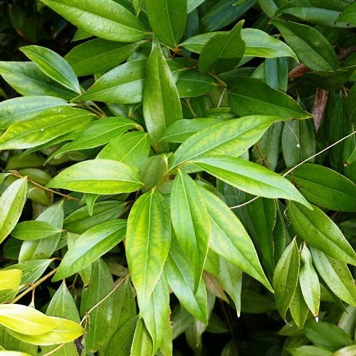 Modern Plants Live Tejpat/Bay Leaf/Cinnamomum tamala Herbal Plant With ...