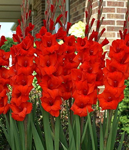 Easy Gardening Red Gladiolus (Sword Lily) Flower Bulbs - High Flowering ...