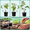 Amazon.com : Lineshading 500 Pcs Green Wooden Wired Picks Wood Floral ...
