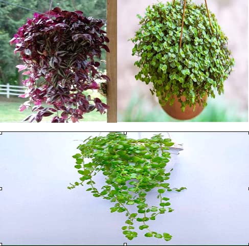 Nandhanam 3 hanging plants Combo - Wandering jew/Bolivian jew/Tangled ...