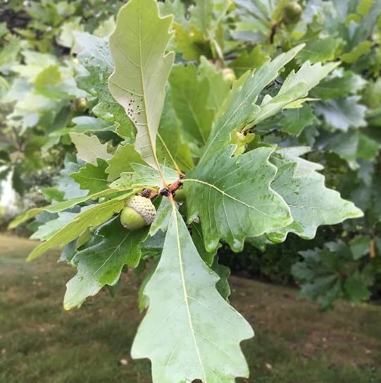 Oak Tree Seedlings