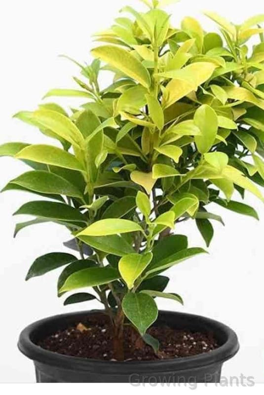Growing Plants Live Real Live Plants Ficus Panda, Ficus truncata Pila ...