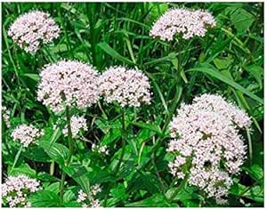 Valerian Vandal Root Seeds herb from UKRAIN 0.1 Gram : Amazon.ca: Patio ...