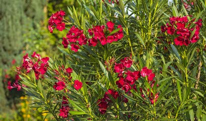 SelpLine | Red Kaner Nerium Oleander Dwarf Flower Plant (Live Plant ...