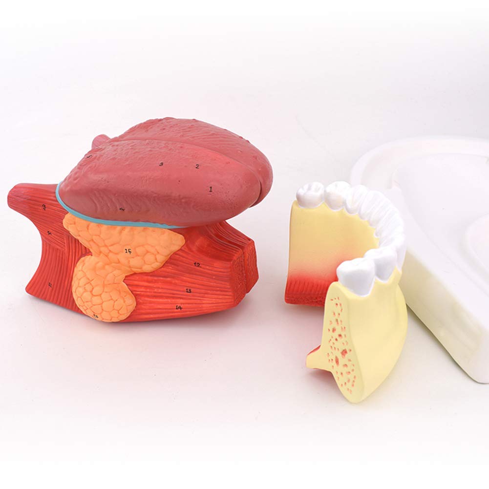 Dbscd Human Organ Model Enlarged Model Of Tongue And Teeth | Desertcart ...
