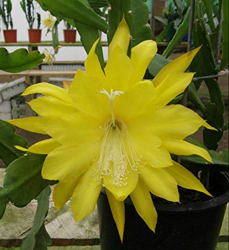ExoticRarePlants Epiphyllum French Gold Plant : Amazon.in: Garden ...