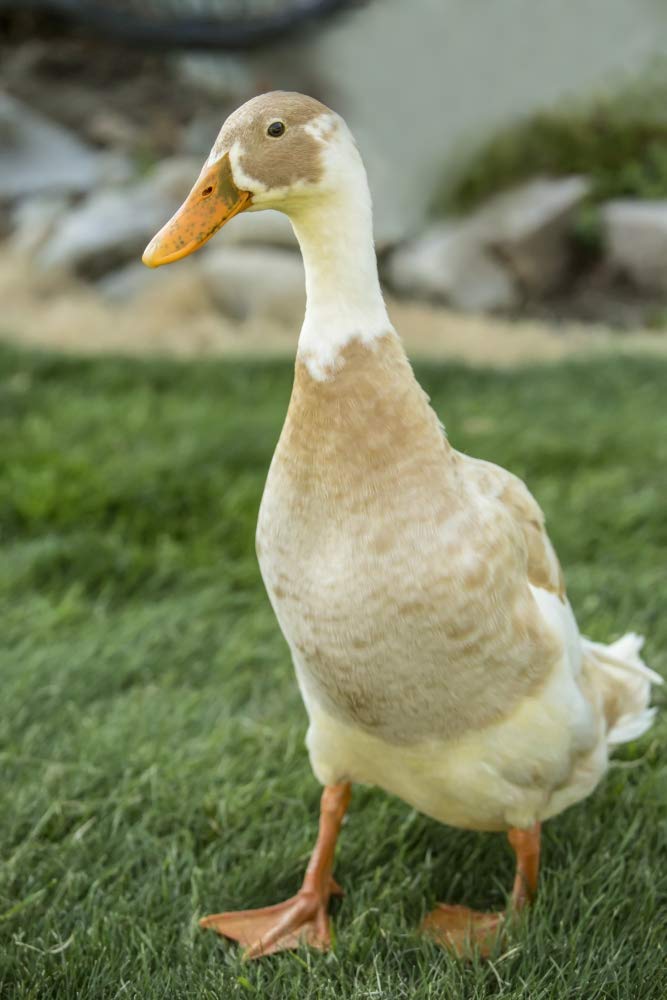 Fawn And White Runner Duck