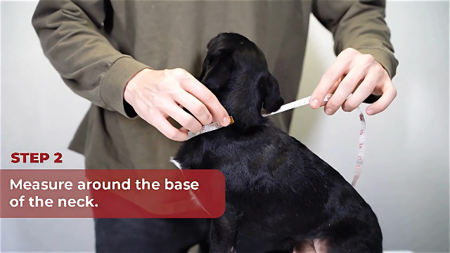 Watch How to Measure Your Pet on Amazon Live