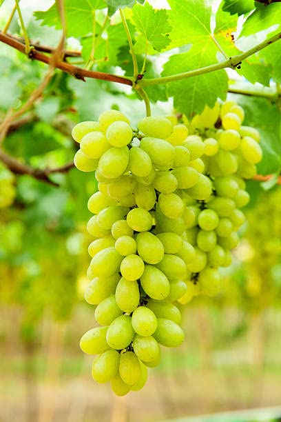 Rm plant Seedless Grape Fruit Long Green Angoor /Grapes Rare Grafted ...