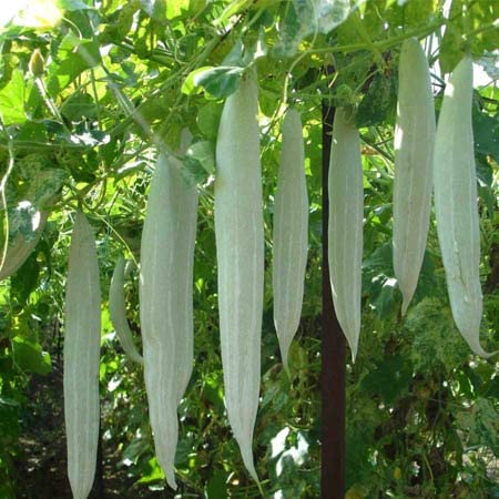 TRICONE High Yield Hybrid Rare Long chichinda Snake Gourd Vegetable 170 ...