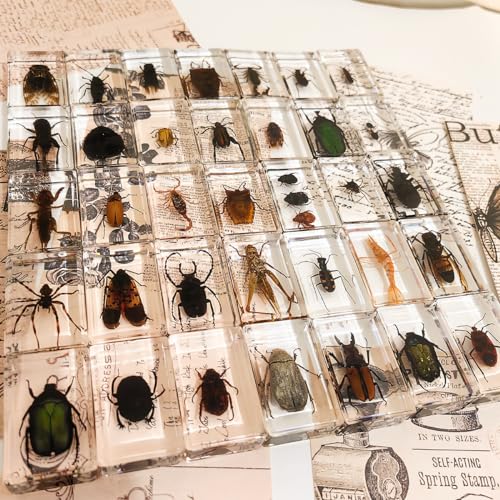 Snapklik.com : Insect In Resin Specimen Bugs Collection Paperweights ...