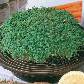 Alfalfa plant - How to grow & care