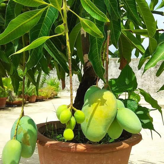 Mphmi Live Plant Nursery NCR Mango Tree (Sindhu, Grafted, Seedless ...