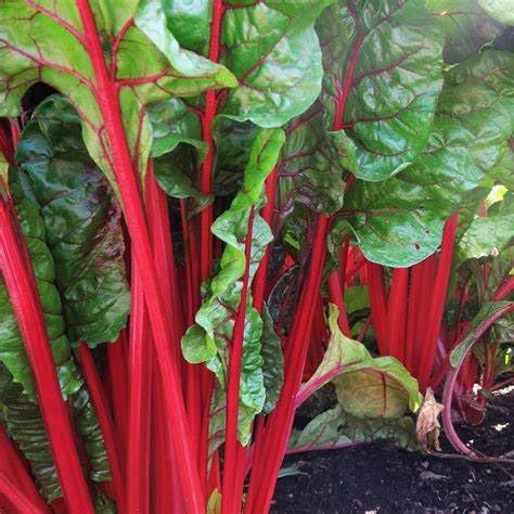 Amazon.com : 300 Ruby Swiss Red Chard Seeds for Planting 7+ Grams of ...
