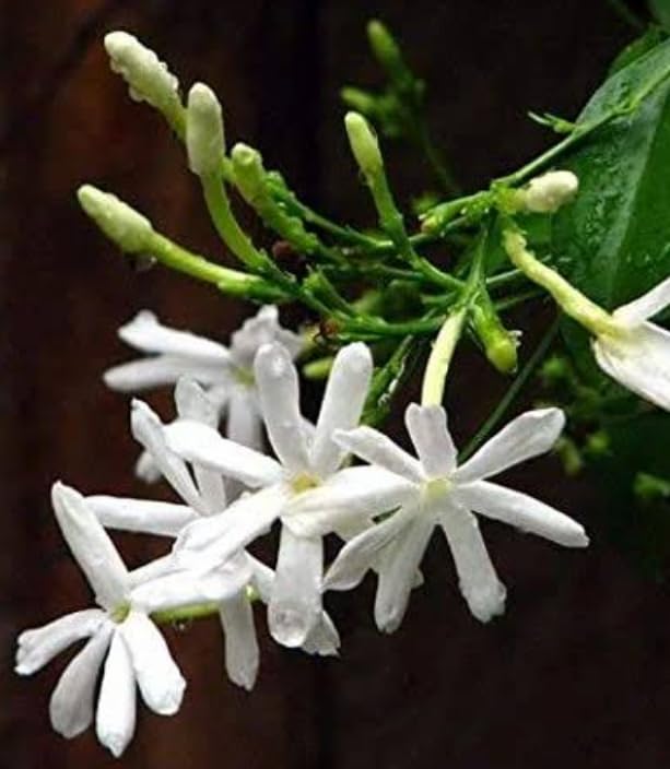 Nithya malli| jaji malli live plant : Amazon.in: Garden & Outdoors