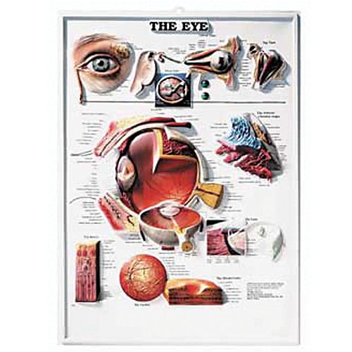 Buy The Eye Book Online at Low Prices in India | The Eye Reviews ...