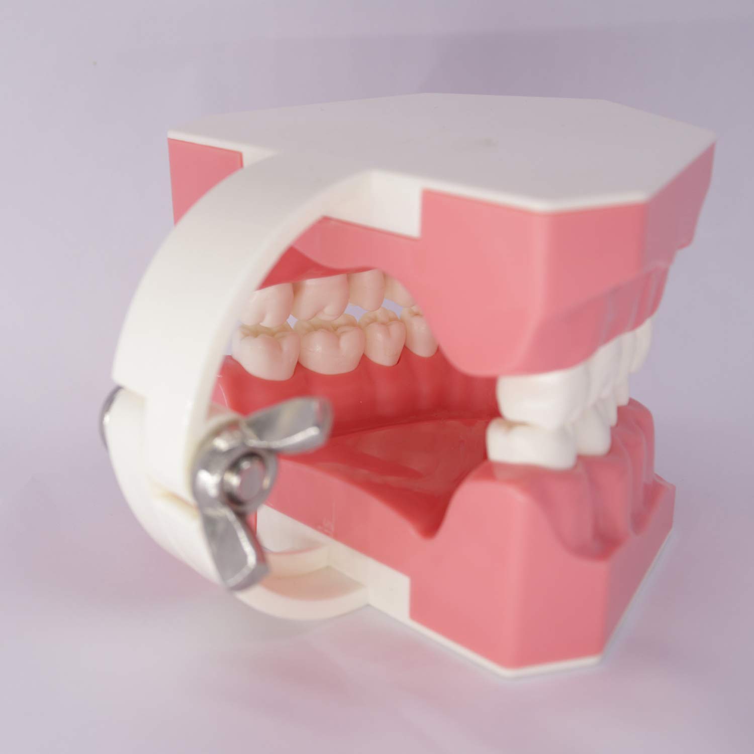 Snapklik.com : Dental Teeth Model Typodont For Brushing Flossing Practice Demonstration Teaching ...