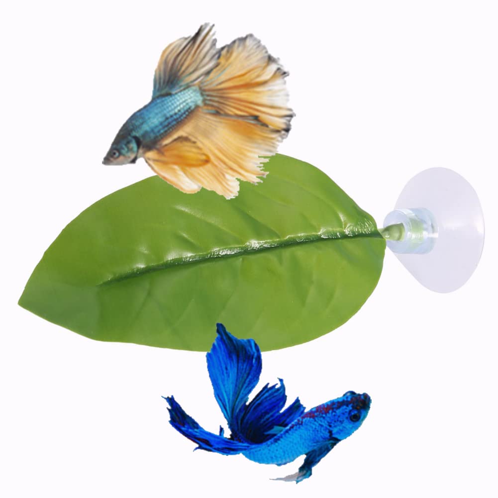 Poisson Dans Un Aquarium Domestique