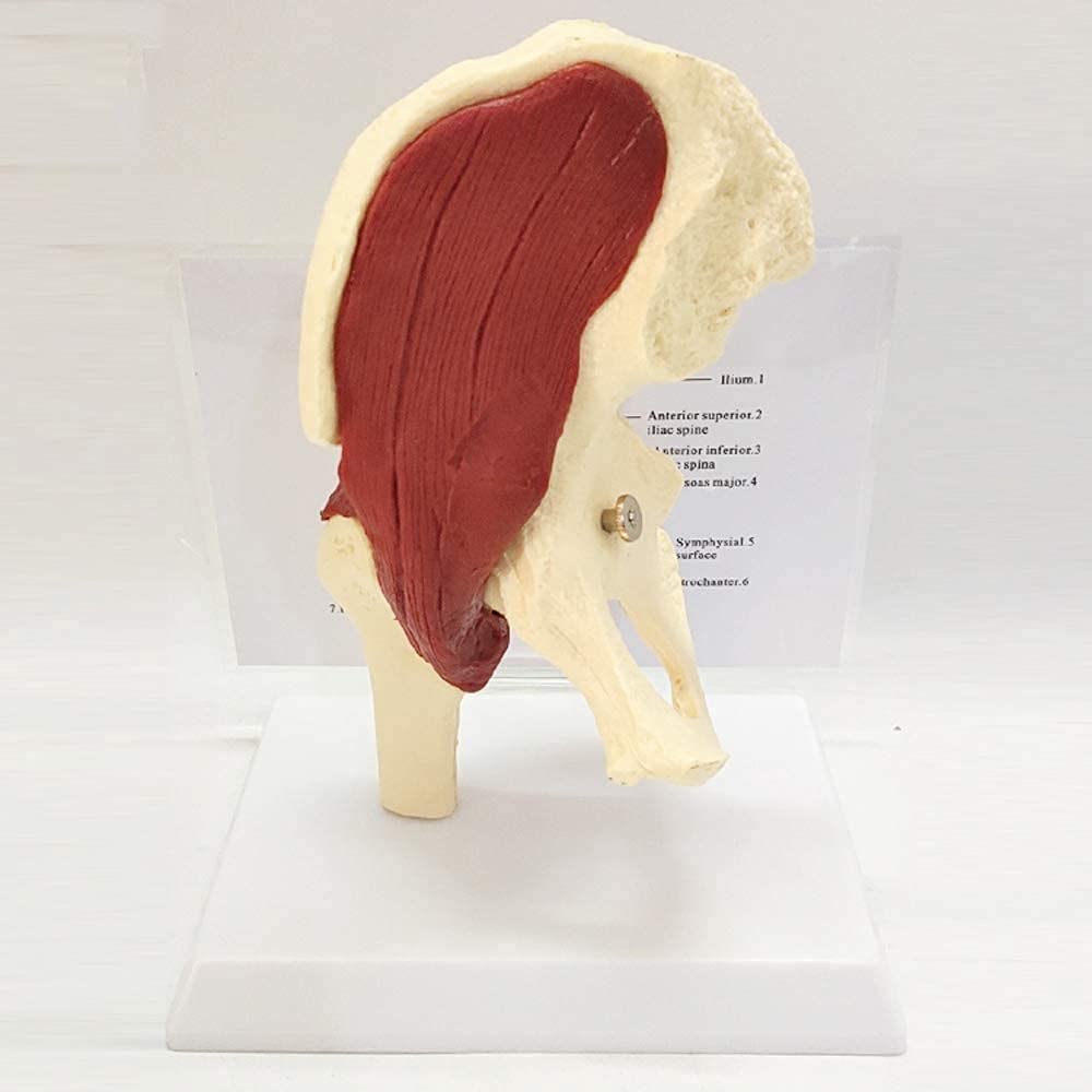 Hip Joint Model Of Human Muscle Medical Hip Anatomy Model | Desertcart ...