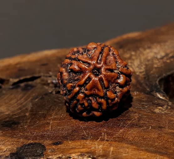 Gemz Mine Panchamukhi Five-Faced Rudraksha Natural Nepali Rudraksha ...