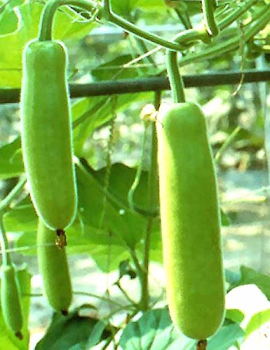 Creative Farmer Vegetable Seeds New Guinea Bean Seeds - Bottle Gourd ...