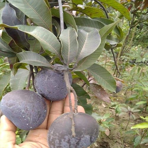GreenEarth Original Expensive Kasturi The Black Mango Grafted Plant ...