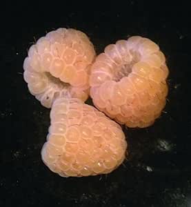 Amazon.com : Live Plant - 1 Yellow Anne Raspberry Living Plant. Live ...