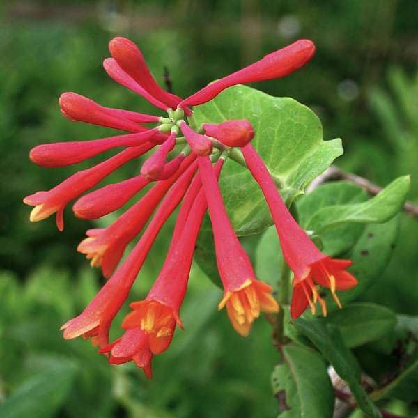 Mphmi NCR Live Plants Honeysuckle, Lonicera Sempervirens (Red) - Plant ...