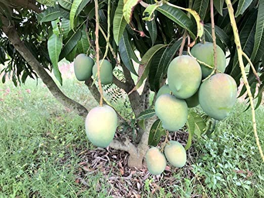 Oxygreenplant Banganapalli Mango,Amba "fruit,King of fruits" Grafted ...