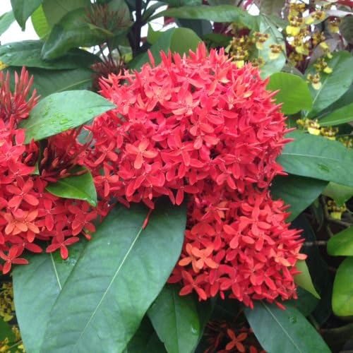 ONLINE PLANT BAZAR Ixora 'Dwarf Red'(RANGAN) FLOWER LIVE PLANT : Amazon ...