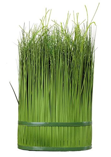 Buy Renaissance 2000 Wild Grass Stand, 22" Online at Low Prices in ...