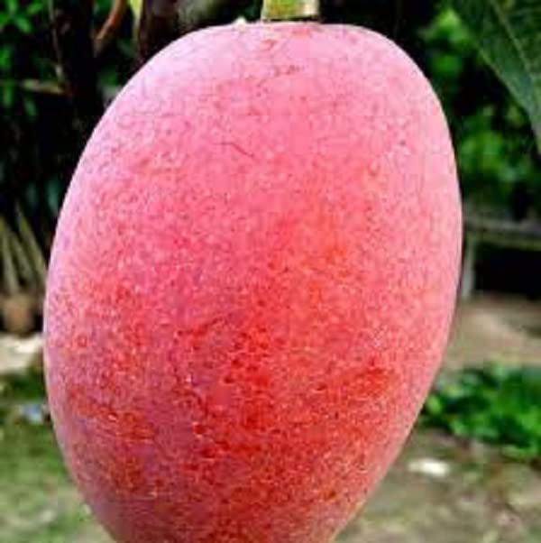 Exotica Orchids Chiangmai Mango Plant-Grafted : Amazon.in: Garden ...