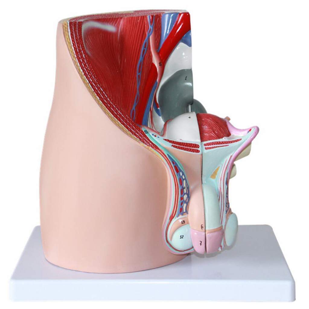 Buy Anatomy Models Reproductive Anatomical Model Human Male