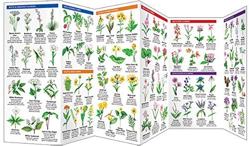 Snapklik.com : Iowa Trees & Wildflowers