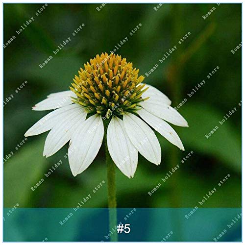 75 Ecea Flower Seeds For Home Garden Ground Cover Perennials Exotic ...