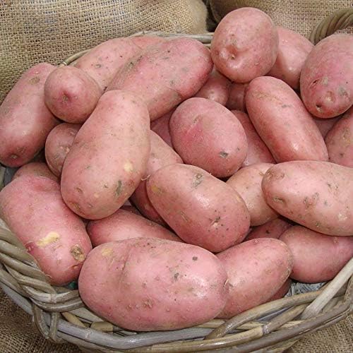 Sarpo MIRA Seed Potatoes Blight Resistance Main Crop Scottish Seed X10 ...