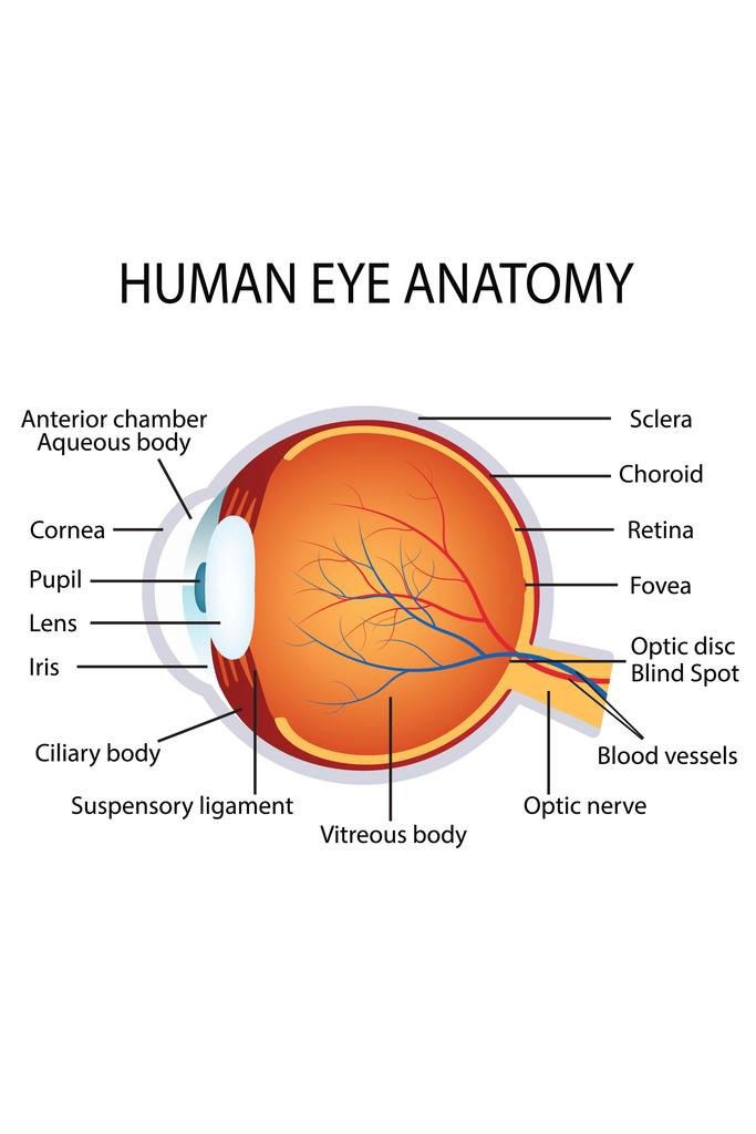 Buy Laminated Human Eye Anatomy Classroom Diagram Educational Chart Dry ...
