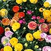 Amazon.com : 25 Mixed Ranunculus Bulbs Spring Planting - Buttercup ...