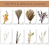 Amazon.com: Dried Pampas Grass Decor 100 Pcs Natural Pampas Grass ...