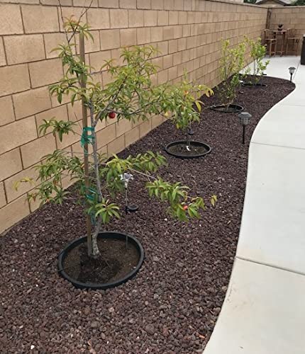 Unique Tree Ring Ideas for Your Garden Oasis