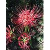 Amazon.com : Bareroot Red Surprise Lily/Resurrection Lily/Naked Lady ...