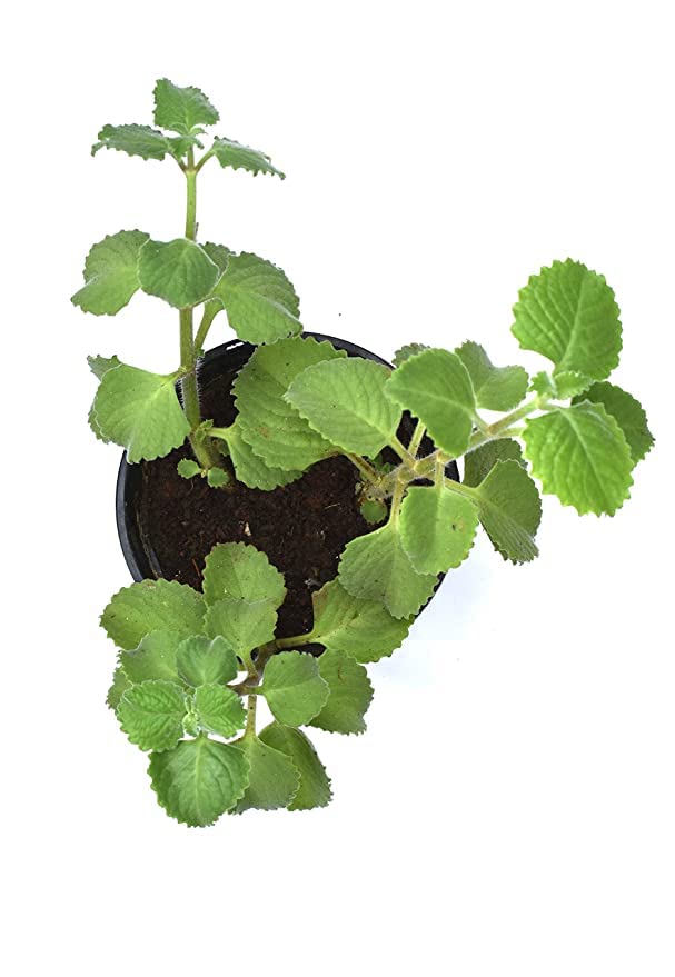 CosaCentrum Mint Panikoorka Cuban Oregano Succulent Coleus aromaticus ...
