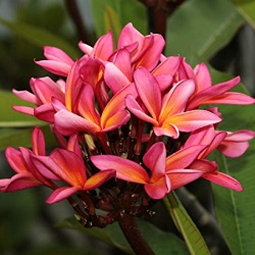 Plumeria Dwarf Pink - Champa : Amazon.in: Garden & Outdoors