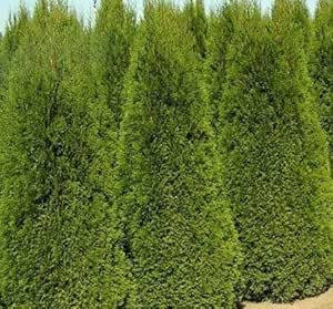 Amazon.com : Thuja orientalis (Oriental Arborvitae, Platycladus ...